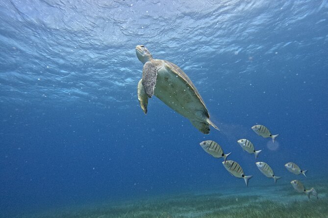 Small Group Snorkeling in Abades Bay with Licensed Guide - Key Points