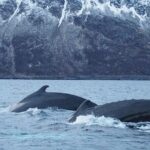 Small group Whale watching - Why This Tour Is a Great Choice