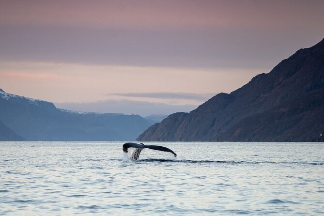 Small Group Whale Watching by RIB - Discover the Thrill of Small Group Whale Watching by RIB in Alta, Norway