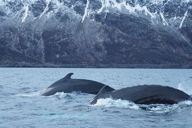 Small group Whale watching - Why This Tour Is a Great Choice