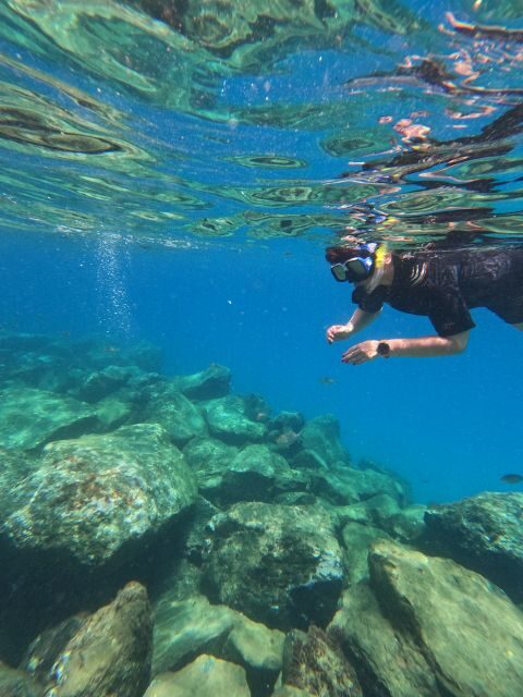 Snorkeling Boat Trip in Marine Turtles Natural Habitat - Key Points