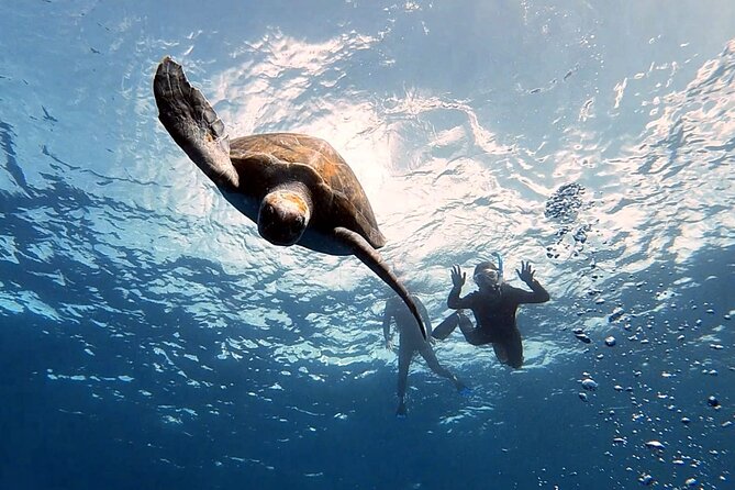 Snorkeling excursion in the Rayas and Turtles Zone - Key Points