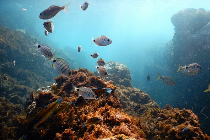 Snorkeling Experience in Terceira Island - What Is This Snorkeling Tour All About?
