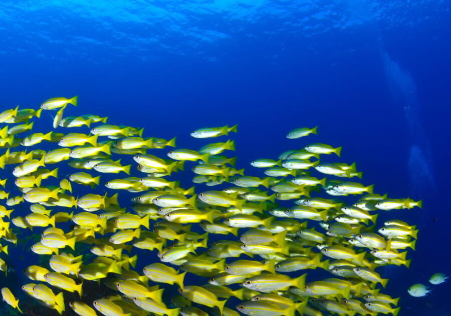 Snorkeling for beginners in crystal clear sea of Halkidiki - A Closer Look at the Experience