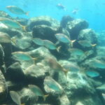 Snorkeling in tenerife south: Discover the underwater world - The Itinerary Breakdown