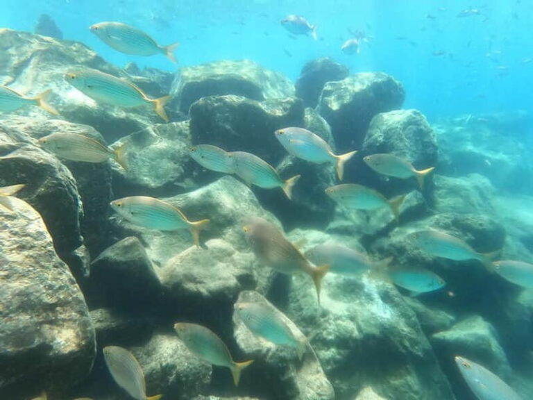 Snorkeling in tenerife south: Discover the underwater world - The Itinerary Breakdown