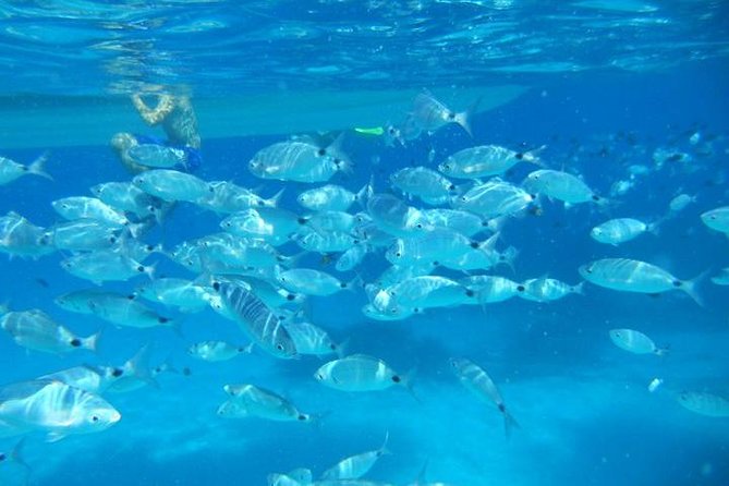 Snorkeling marine protected area Tavolara - Key Points