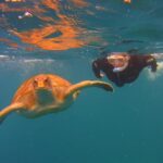 Snorkeling Tour with Sea Turtles and Stingrays - The Sum Up