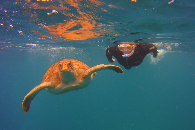 Snorkeling Tour with Sea Turtles and Stingrays - The Sum Up