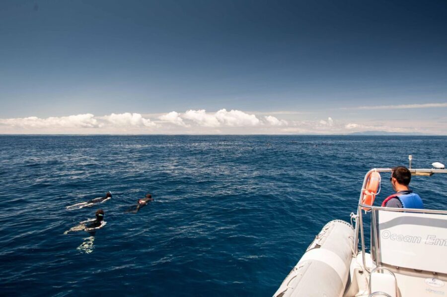 Snorkeling Wildlife in Terceira Island - What You Can Expect