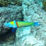 Snorkeling with a Professional Instructor in Tenerife - A Closer Look at the Experience
