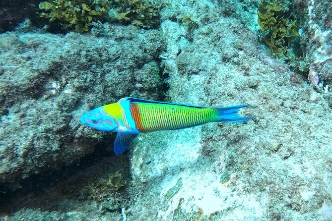 Snorkeling with a Professional Instructor in Tenerife - A Closer Look at the Experience