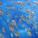 Snorkelling & Marine Biology Experience in the Cinque Terre - Authentic Feedback from Participants