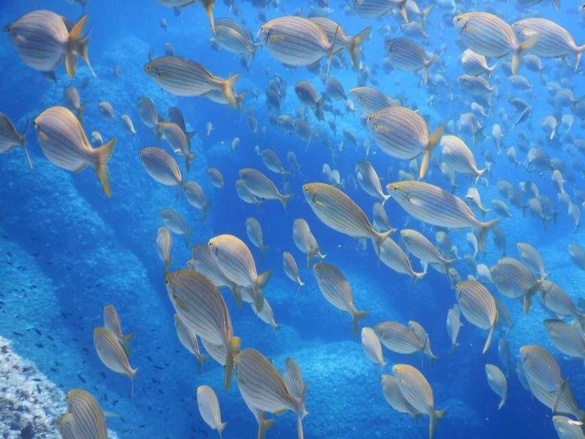 Snorkelling & Marine Biology Experience in the Cinque Terre - Authentic Feedback from Participants