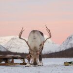 Snowmobiling , Tromsø Ice Domes Snow Park, and Reindeer Visit - FAQ: Common Questions About the Tromsø Snowmobiling, Ice Domes, and Reindeer Tour