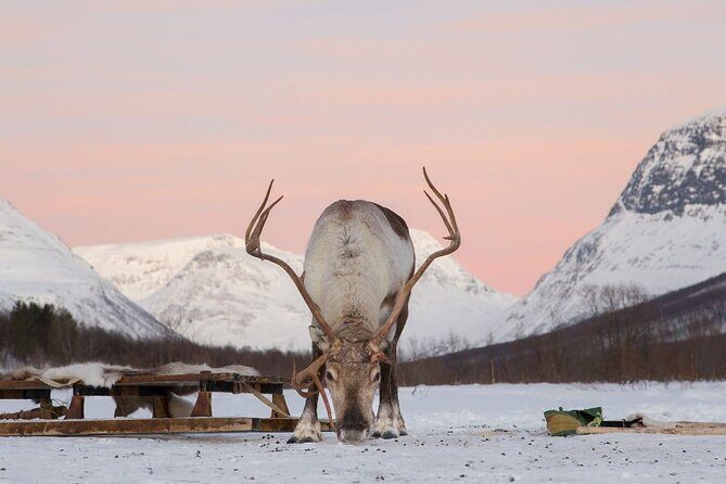 Snowmobiling , Tromsø Ice Domes Snow Park, and Reindeer Visit - FAQ: Common Questions About the Tromsø Snowmobiling, Ice Domes, and Reindeer Tour
