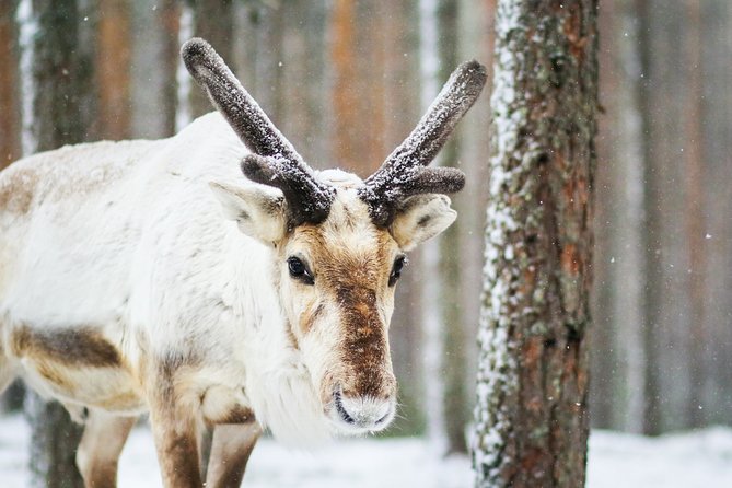 Snowshoe Trip for Searching Arctic Animals - Exploring the Snowshoe Trip for Searching Arctic Animals