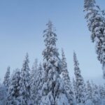 Snowshoeing in the Frozen Forest - An In-Depth Look at the Itinerary