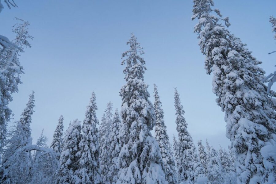 Snowshoeing in the Frozen Forest - An In-Depth Look at the Itinerary
