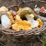 Sofia: Culinary Adventure To The Fungi And Botanical Kingdom - Authentic Experiences and What Past Travelers Say
