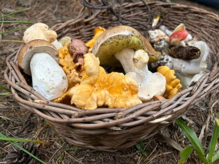 Sofia: Culinary Adventure To The Fungi And Botanical Kingdom - Authentic Experiences and What Past Travelers Say