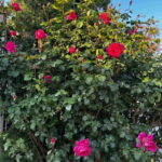 Sofia  Kazanluk Rose Valley & Oil Distillery Tour - Exploring the Tour in Detail