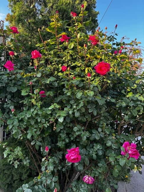 Sofia  Kazanluk Rose Valley & Oil Distillery Tour - Exploring the Tour in Detail