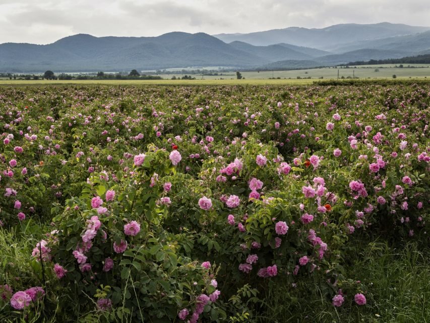 Sofia, Plovdiv, and The Rose Valley in 2 Days - The Practicalities: What Makes This Tour Stand Out