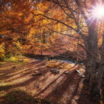 Sofia: Walk and Hike in Vitosha Mountain and Pancharevo Lake - Authentic Feedback: What Travelers Say