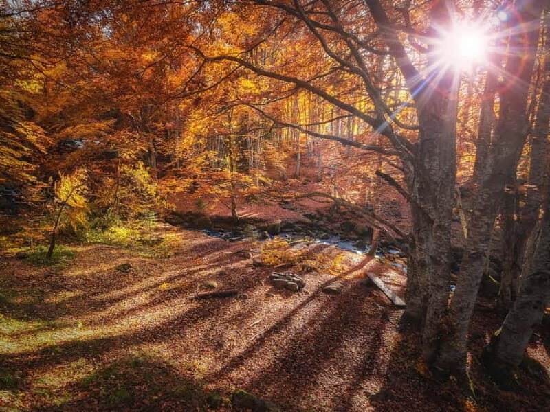 Sofia: Walk and Hike in Vitosha Mountain and Pancharevo Lake - Authentic Feedback: What Travelers Say