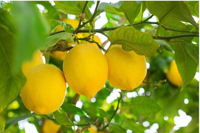 Sorrento: at the Vivaio by E-Bike with Limoncello Tasting - Key Points