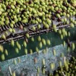 Sorrento: Guided Olive Mill Visit with Tastings - Walking Through the Olive Groves