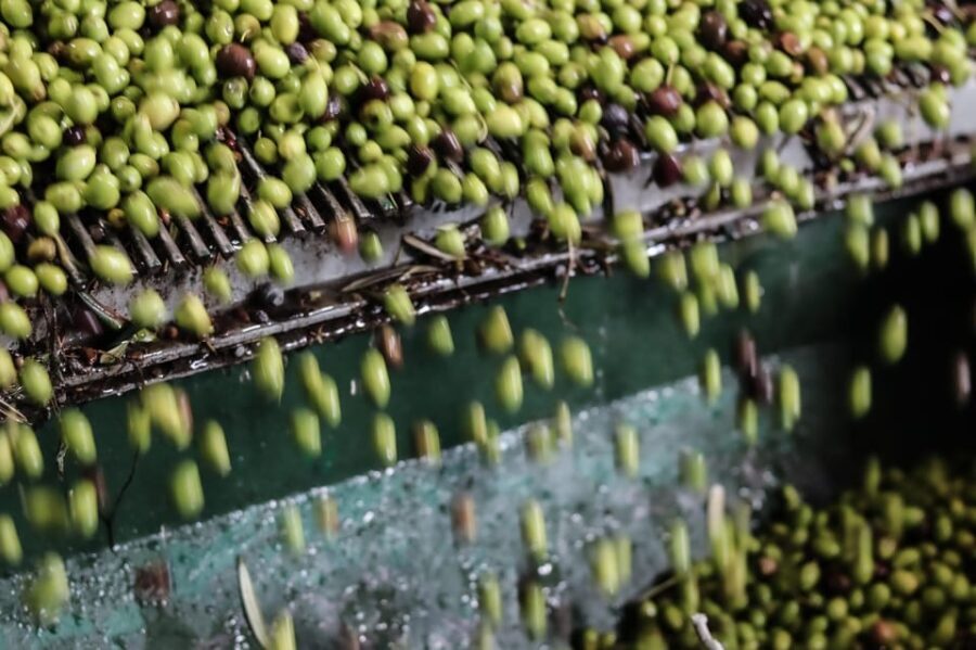 Sorrento: Guided Olive Mill Visit with Tastings - Walking Through the Olive Groves