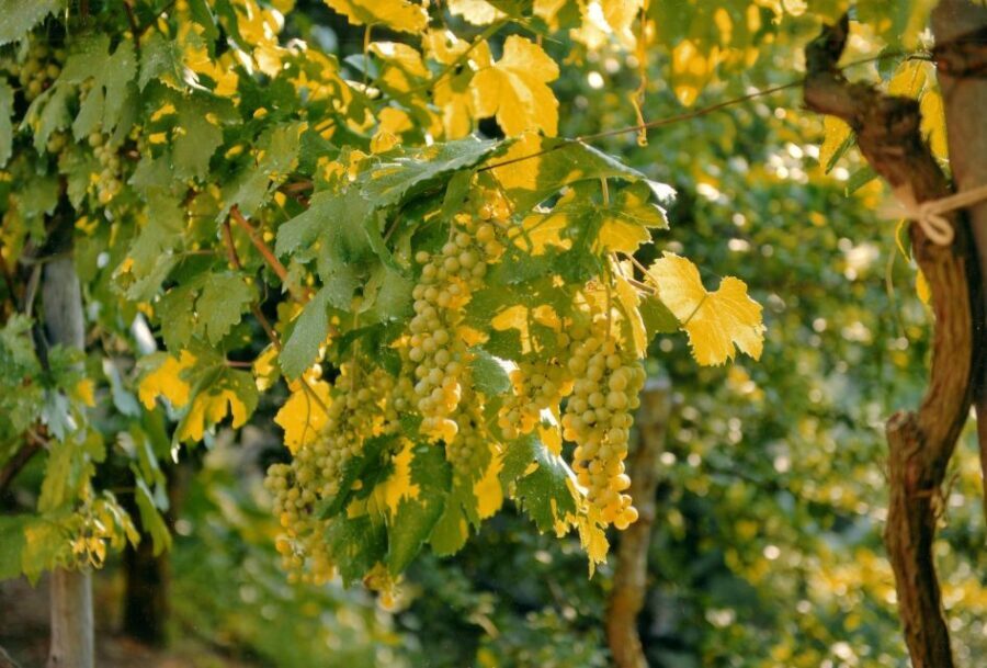 Sorrento: Lemon, Olive Oil and Wine Tasting Tour with Lunch - The Sum Up