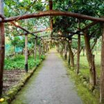 Sorrento Lemon Tour - In-Depth Look at the Tour Experience
