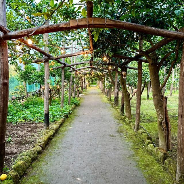 Sorrento Lemon Tour - In-Depth Look at the Tour Experience