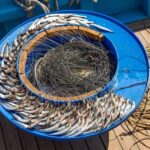 Sorrento: Sea-Fishing Tour with Lunch Onboard - Why This Tour Works Well