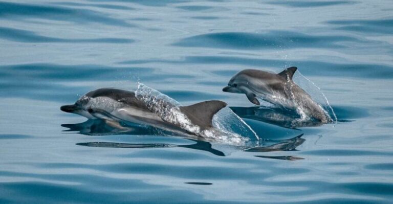 Sotogrande: Dolphin Watching Boat Trip with Drink - Price and Value