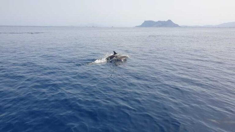 Sotogrande: Dolphin watching experience with expert crew - What to Expect on Your Dolphin Watching Journey