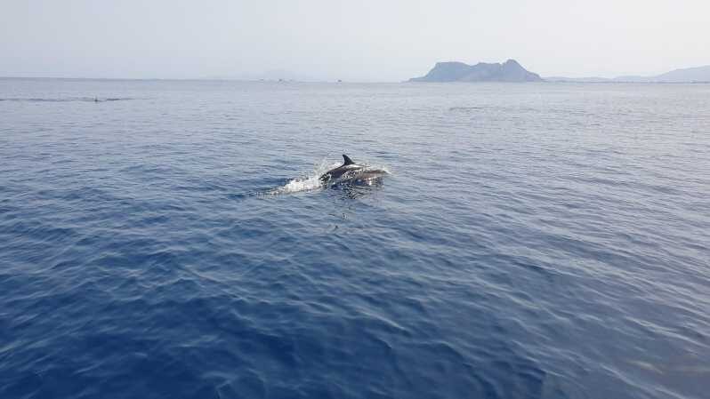 Sotogrande: Dolphin watching experience with expert crew - What to Expect on Your Dolphin Watching Journey