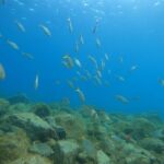South of Tenerife : DSD Scuba Diving for beginners, Adeje - Equipment and Insurance