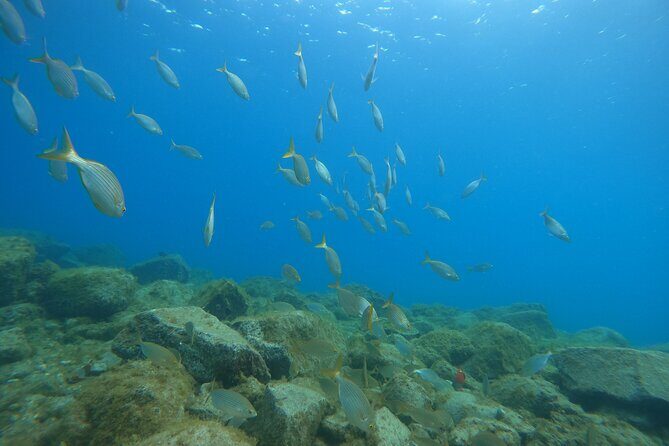 South of Tenerife : DSD Scuba Diving for beginners, Adeje - Equipment and Insurance