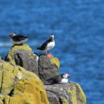 South Queensferry: Birdwatching Cruise with RSPB Guide - The Itinerary Breakdown