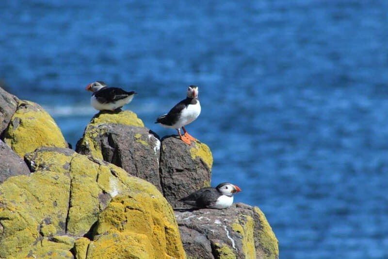 South Queensferry: Birdwatching Cruise with RSPB Guide - The Itinerary Breakdown