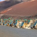 South Tour: Timanfaya National Park - The Charm of El Golfo and Los Hervideros