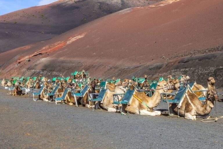 South Tour: Timanfaya National Park - The Charm of El Golfo and Los Hervideros