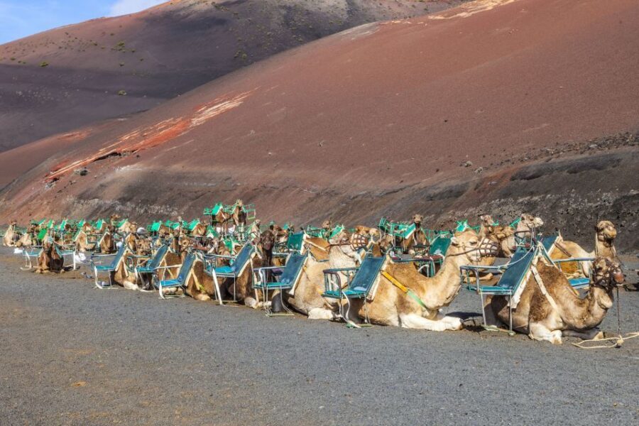 South Tour: Timanfaya National Park - The Charm of El Golfo and Los Hervideros