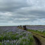 southern Iceland: Black beach riding tour - The Value of the Tour