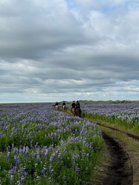 southern Iceland: Black beach riding tour - The Value of the Tour