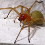 SPIDERS - WATCHING - Who Should Consider This Tour?